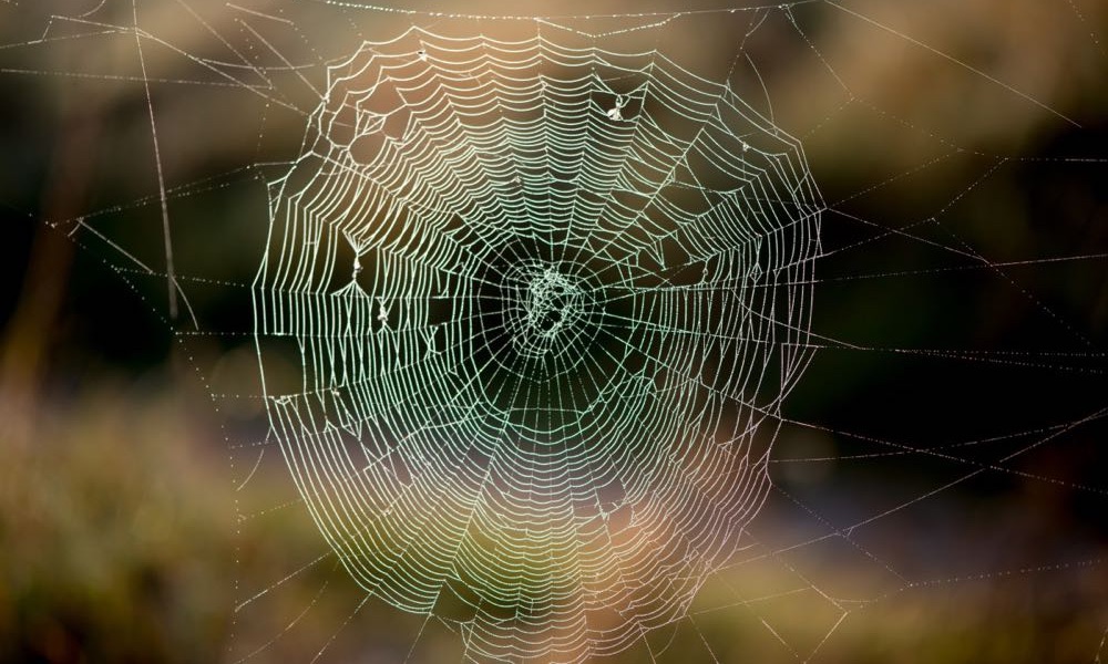 Abyssal Spider - zwiastun filmu o podwodnych pająkach - Antyradio.pl