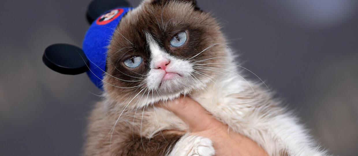 Pies Casper i kot Romeo - następcy Grumpy Cata - Antyradio